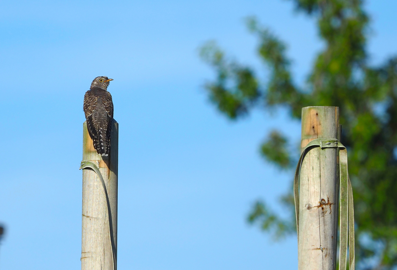 Cucu, cucu, cucu Imagen & Foto | animales, aves, naturaleza Fotos de ...