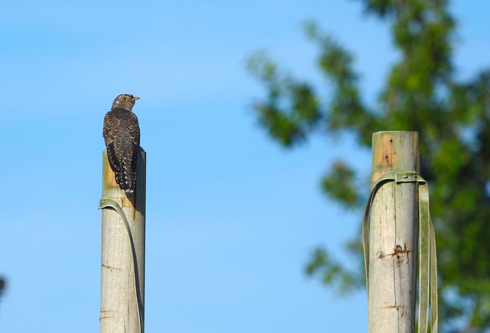 Cucu, cucu, cucu Imagen & Foto | animales, aves, naturaleza Fotos de ...