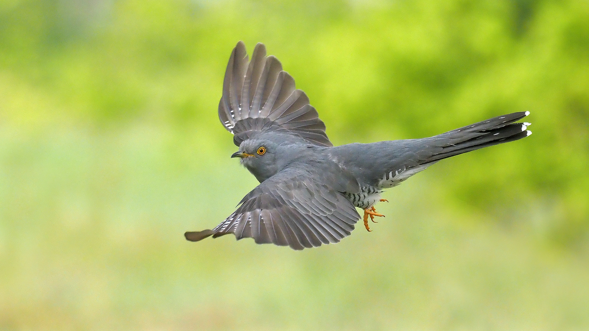 CUCULUS CANORUS ... Foto & Bild | tiere, wildlife, wild lebende vögel Bilder auf fotocommunity