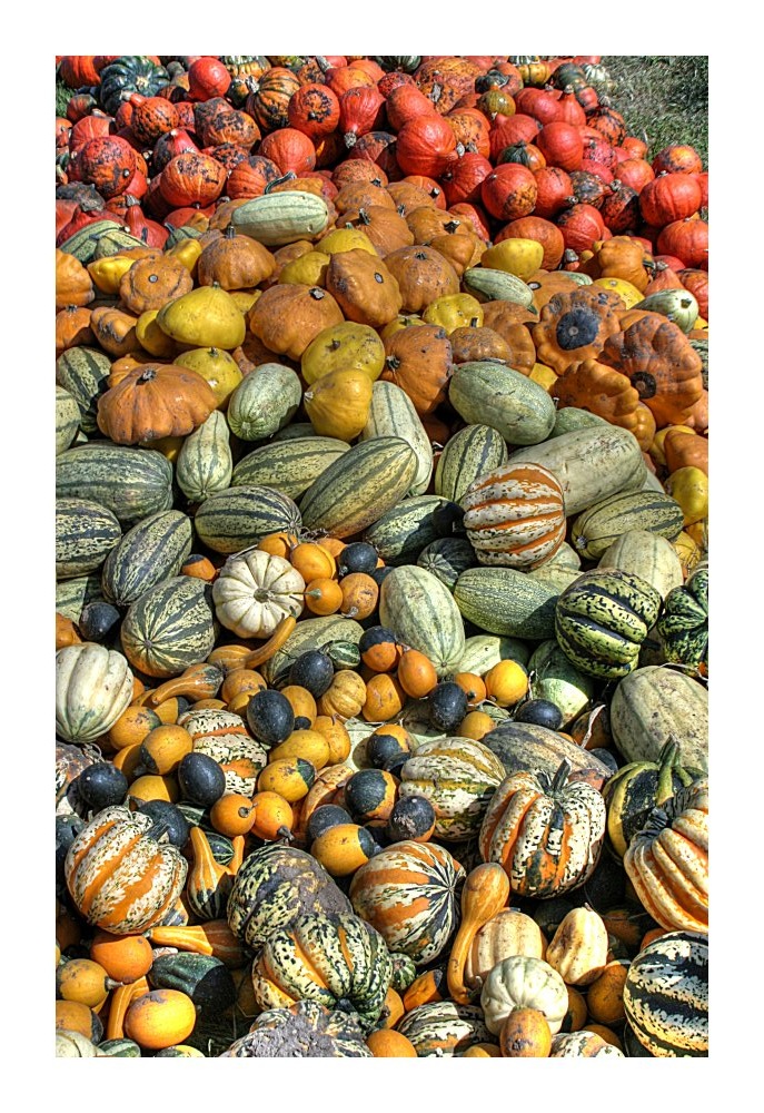 Cucurbitaceae Foto & Bild | pflanzen, pilze & flechten, getreide und ...