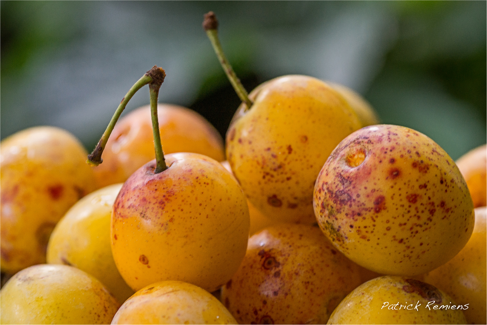 cueillette photo et image | les fruits, nature Images fotocommunity