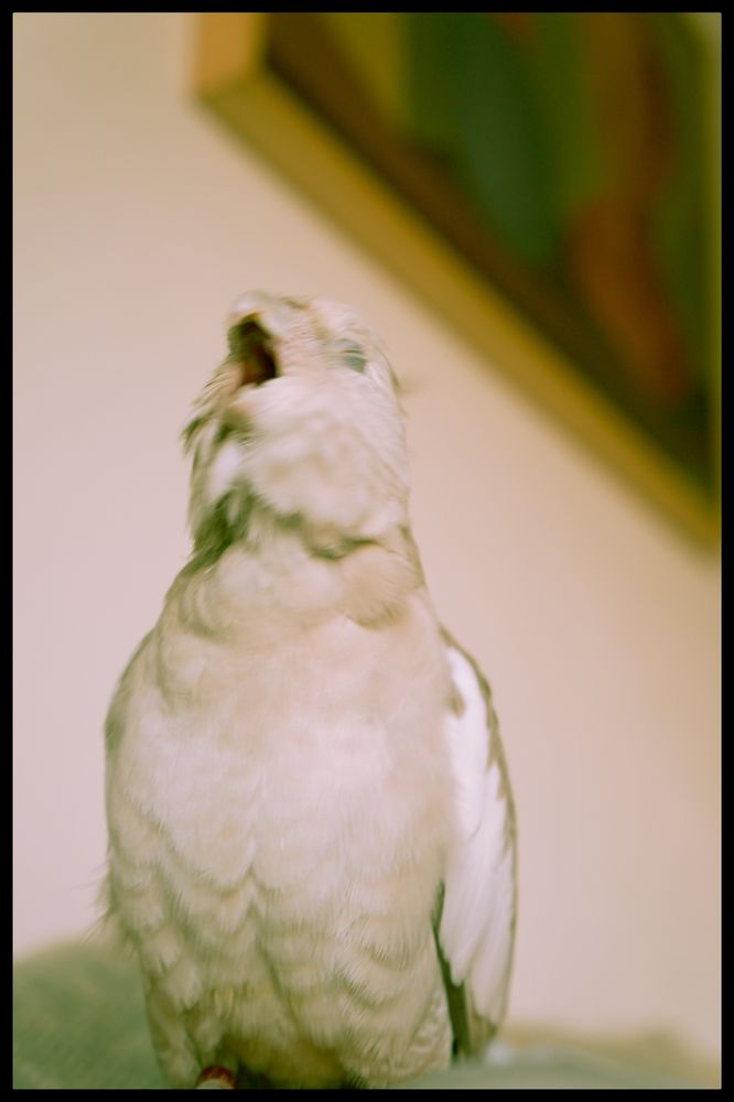 Cuila Imagen & Foto | animales, aves, fotos Fotos de fotocommunity