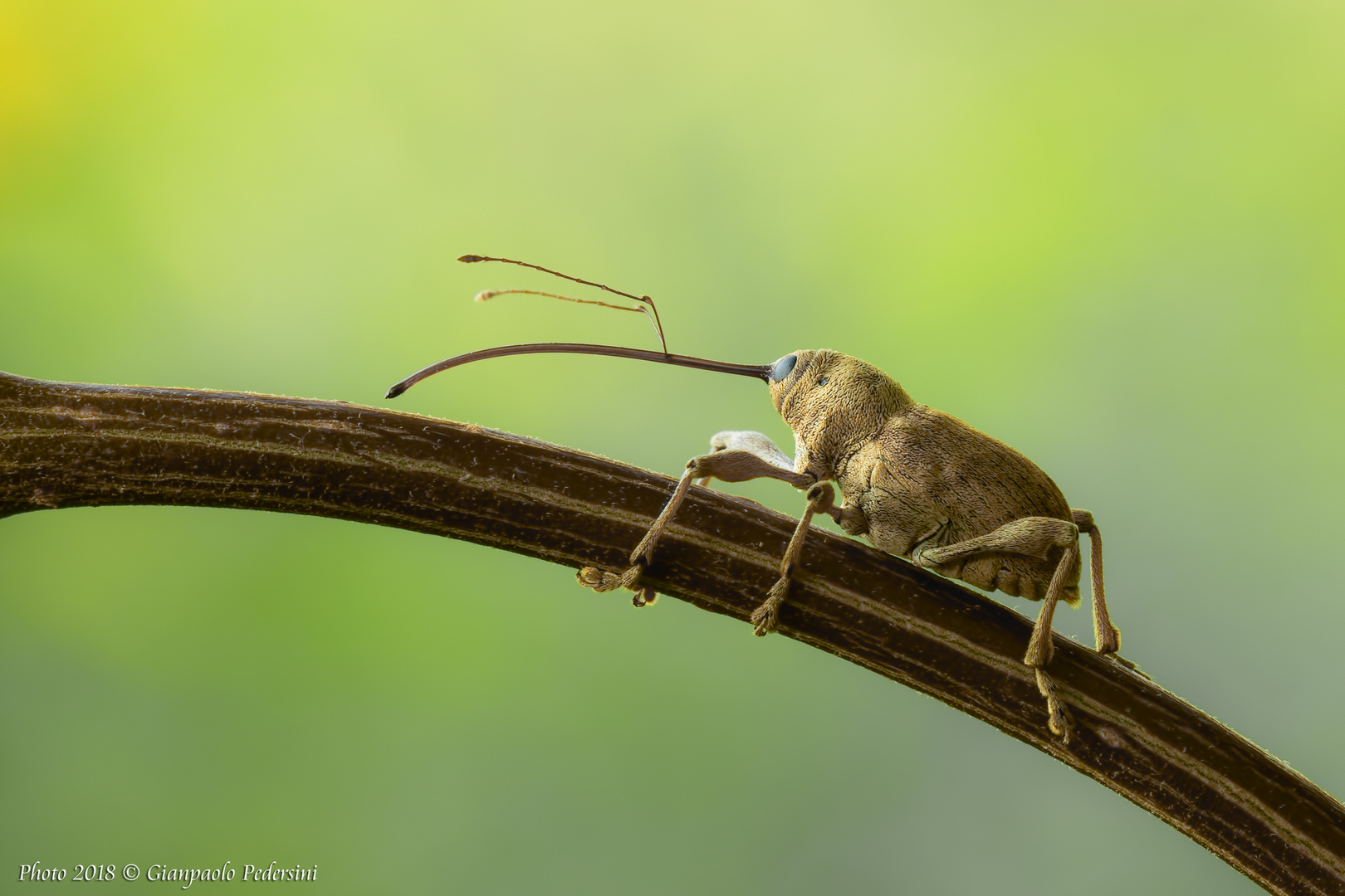 Curculio elephas Foto % Immagini| macro, insetti, natura Foto su ...