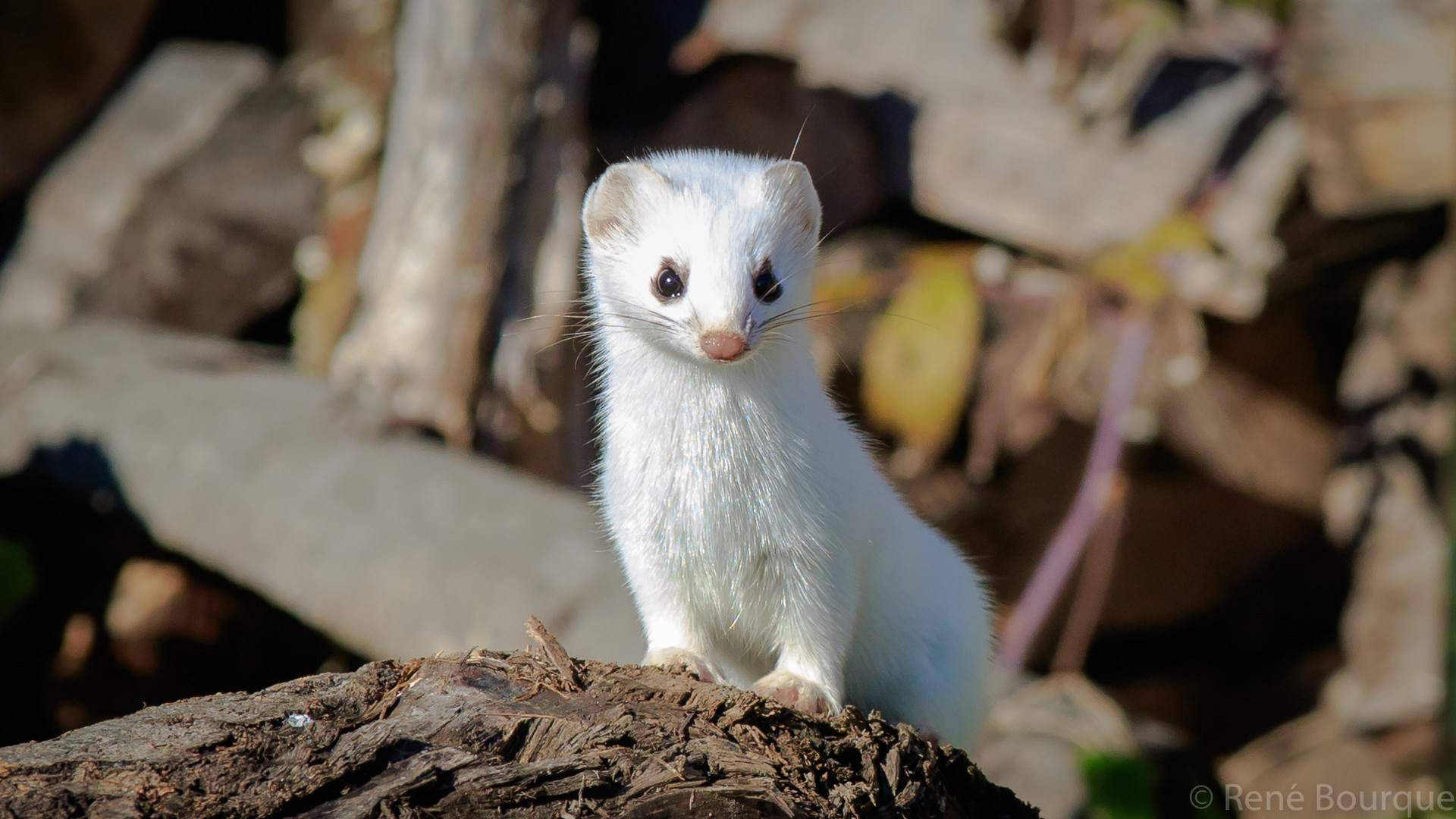 Curieuse belette. C'est dans sa nature ! photo et image | belette ...