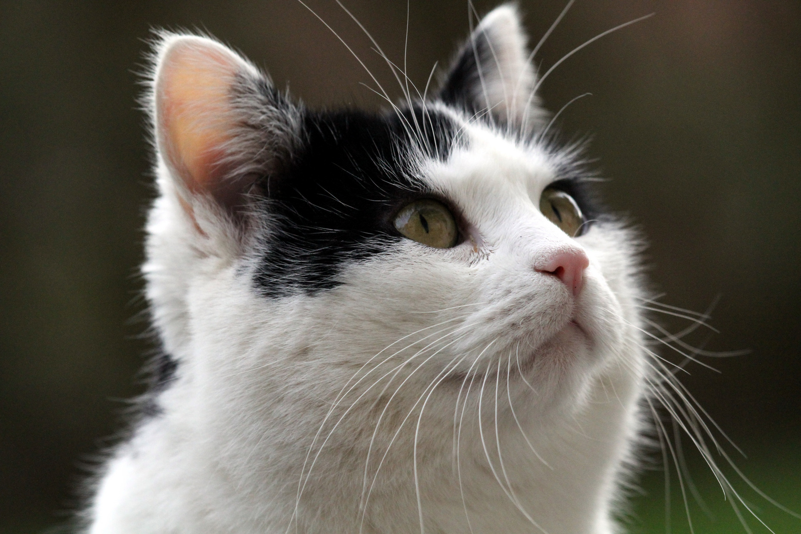 * Curious cat * Foto & Bild | tiere, haustiere, katzen Bilder auf ...