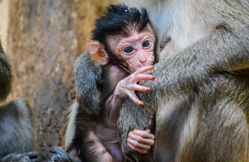 Cute little monkey Foto & Bild | animals Bilder auf fotocommunity