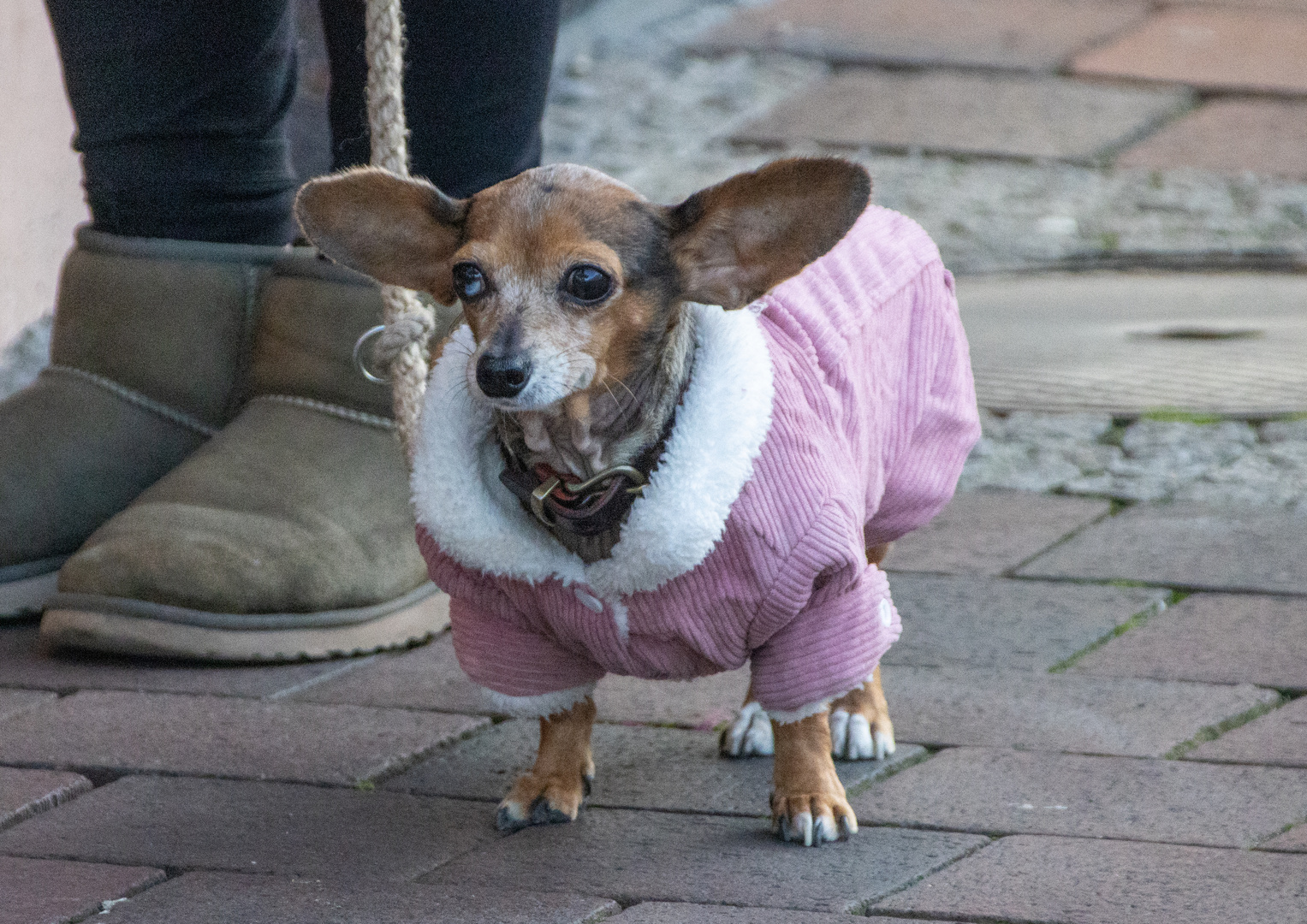 cw- Wert.... Foto & Bild | quatsch, fun und rätselecke, tiere ...