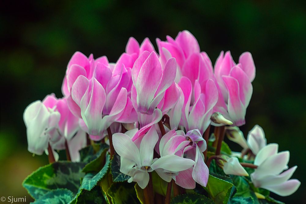 Cyclamen Foto & Bild | pflanzen, pilze & flechten, blüten ...