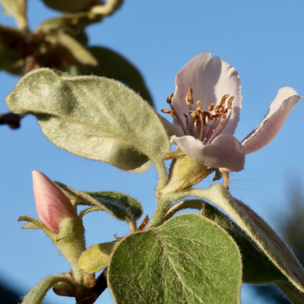 Cydonia oblonga (II) Foto & Bild | pflanzen, pilze & flechten, bäume ...