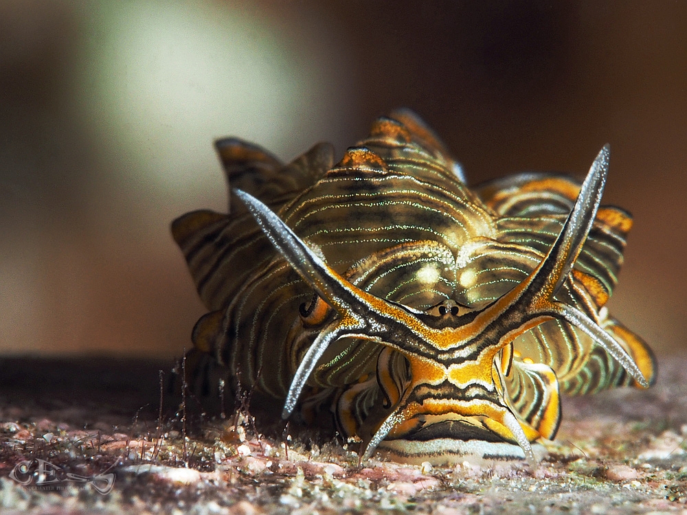 Cyerce nigra Foto & Bild | unterwasser, uw-salzwasser, natur-kreativ ...