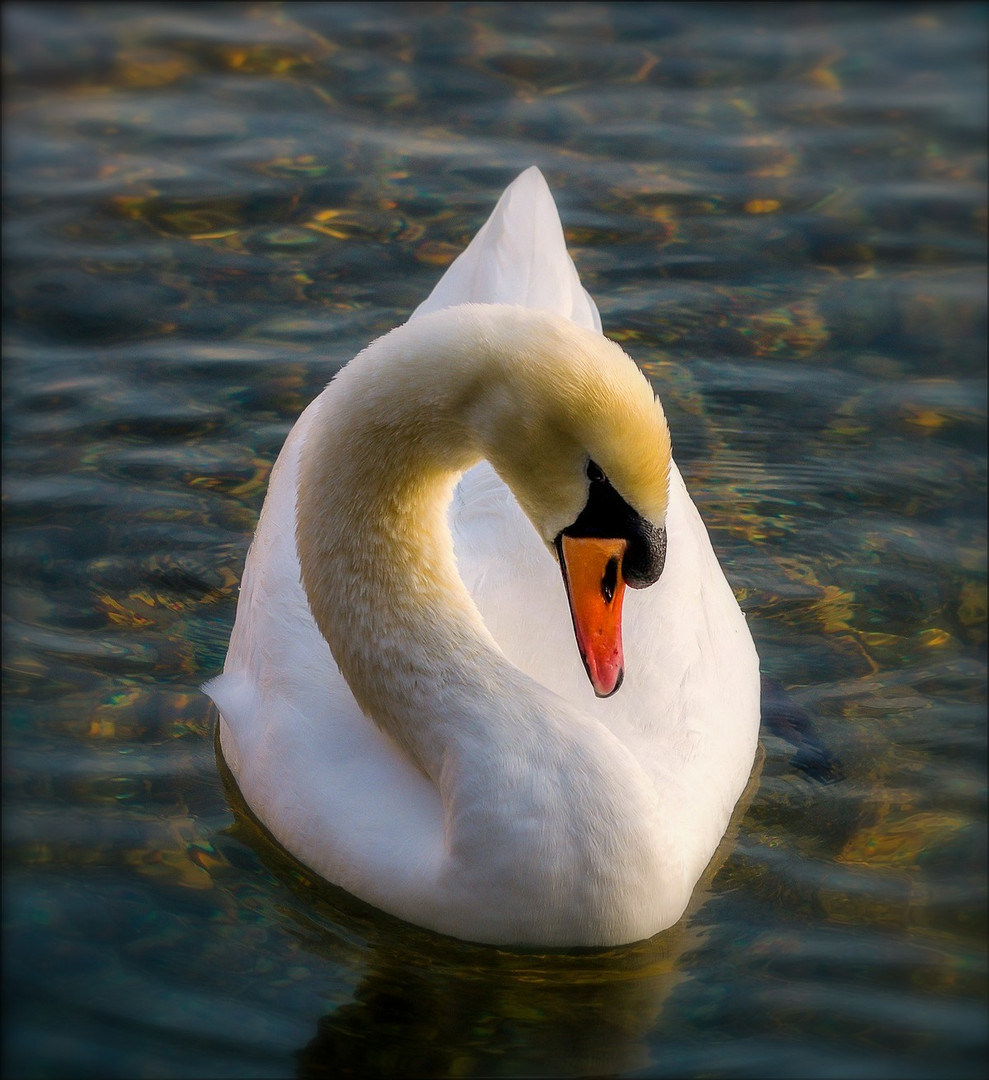 Cygne photo et image | oiseaux, nature, animaux Images fotocommunity
