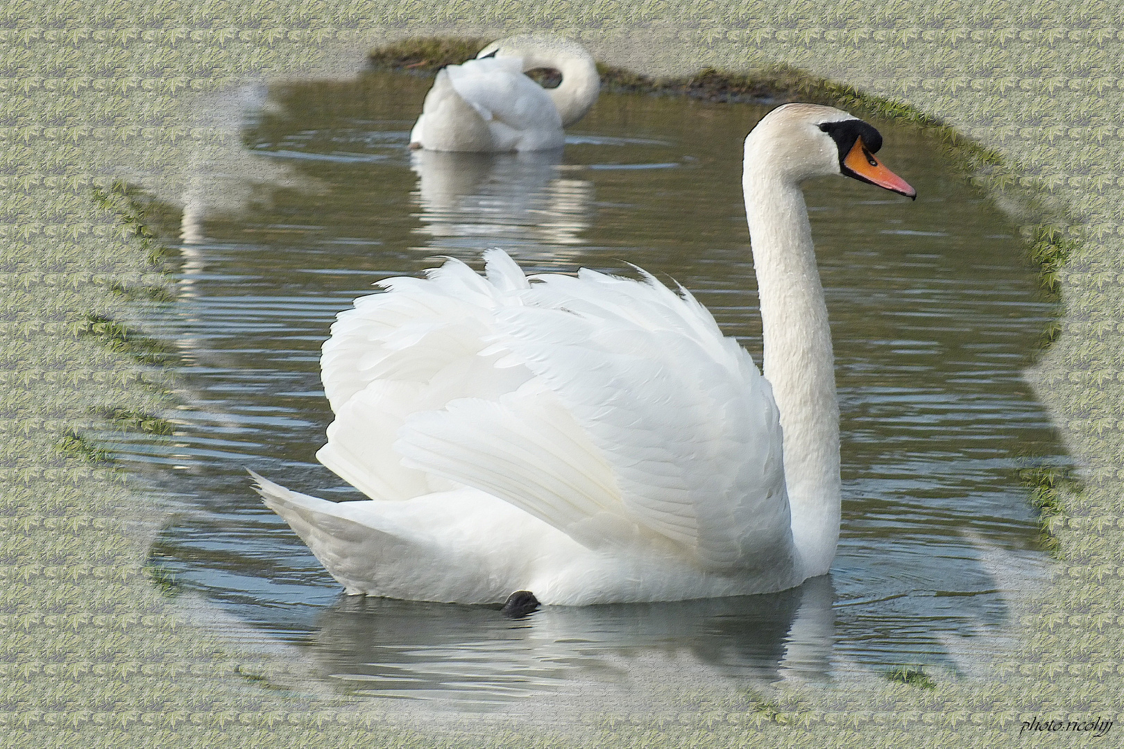Cygne photo et image | animaux, animaux sauvages, oiseaux Images ...