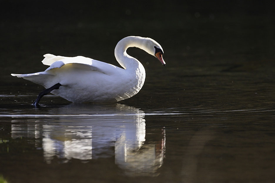 Cygne photo et image | animaux, animaux sauvages, oiseaux Images ...