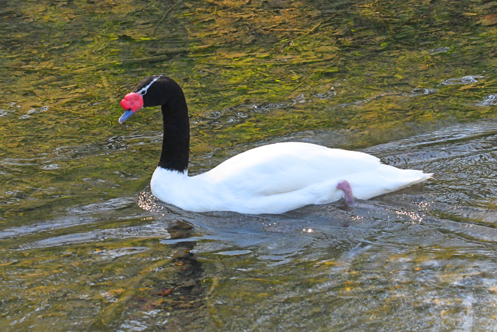 Cygne à cou noir photo et image | animaux, animaux sauvages, oiseaux Images fotocommunity