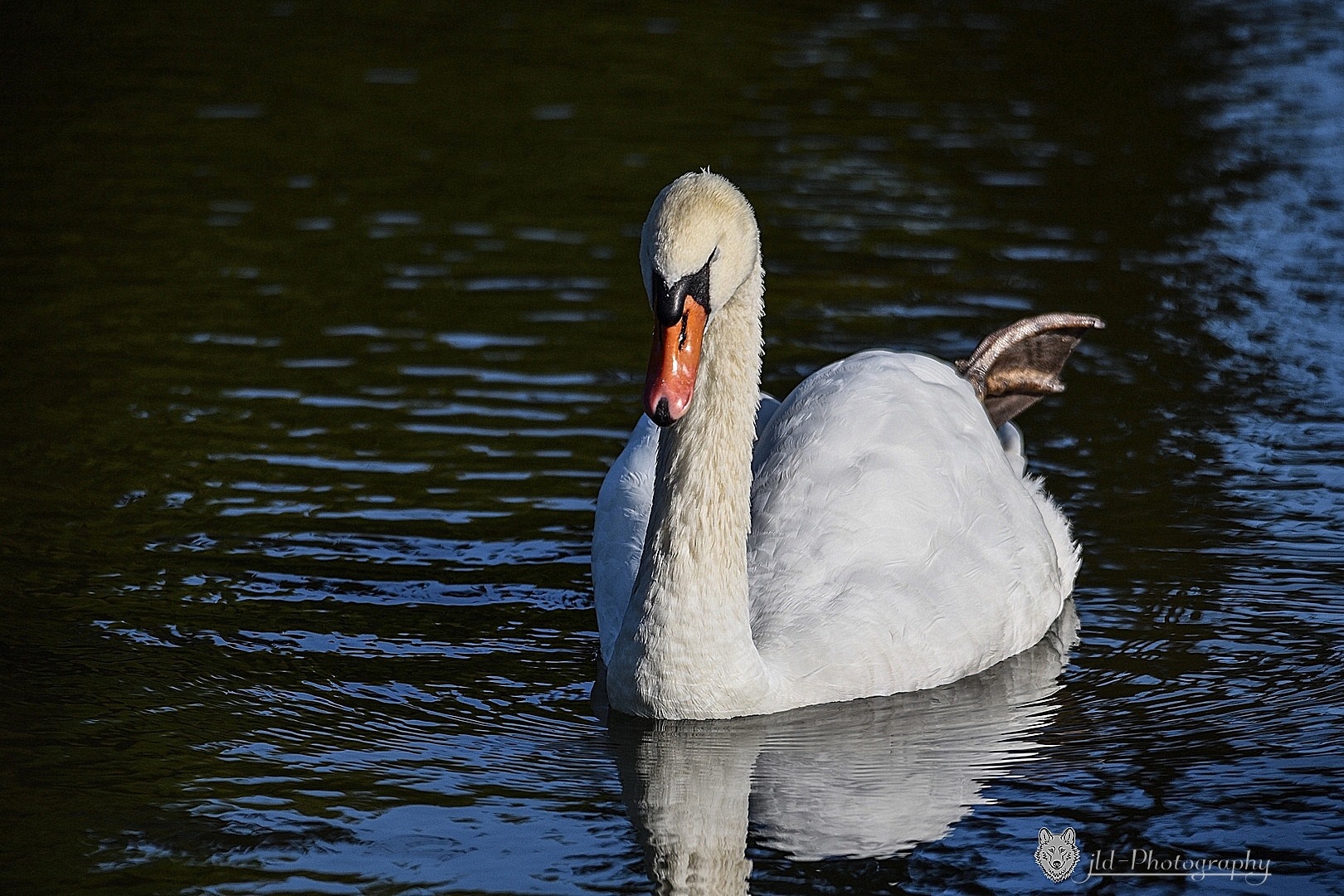 Cygne photo et image | divers, nature Images fotocommunity