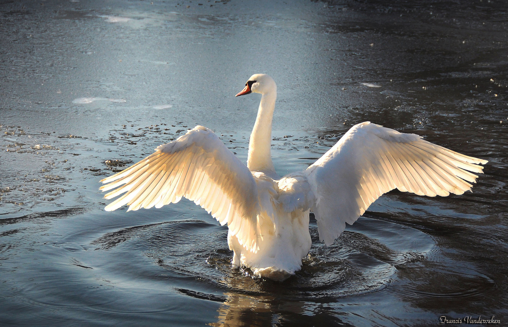 Cygne photo et image | animaux, animaux sauvages, oiseaux Images ...