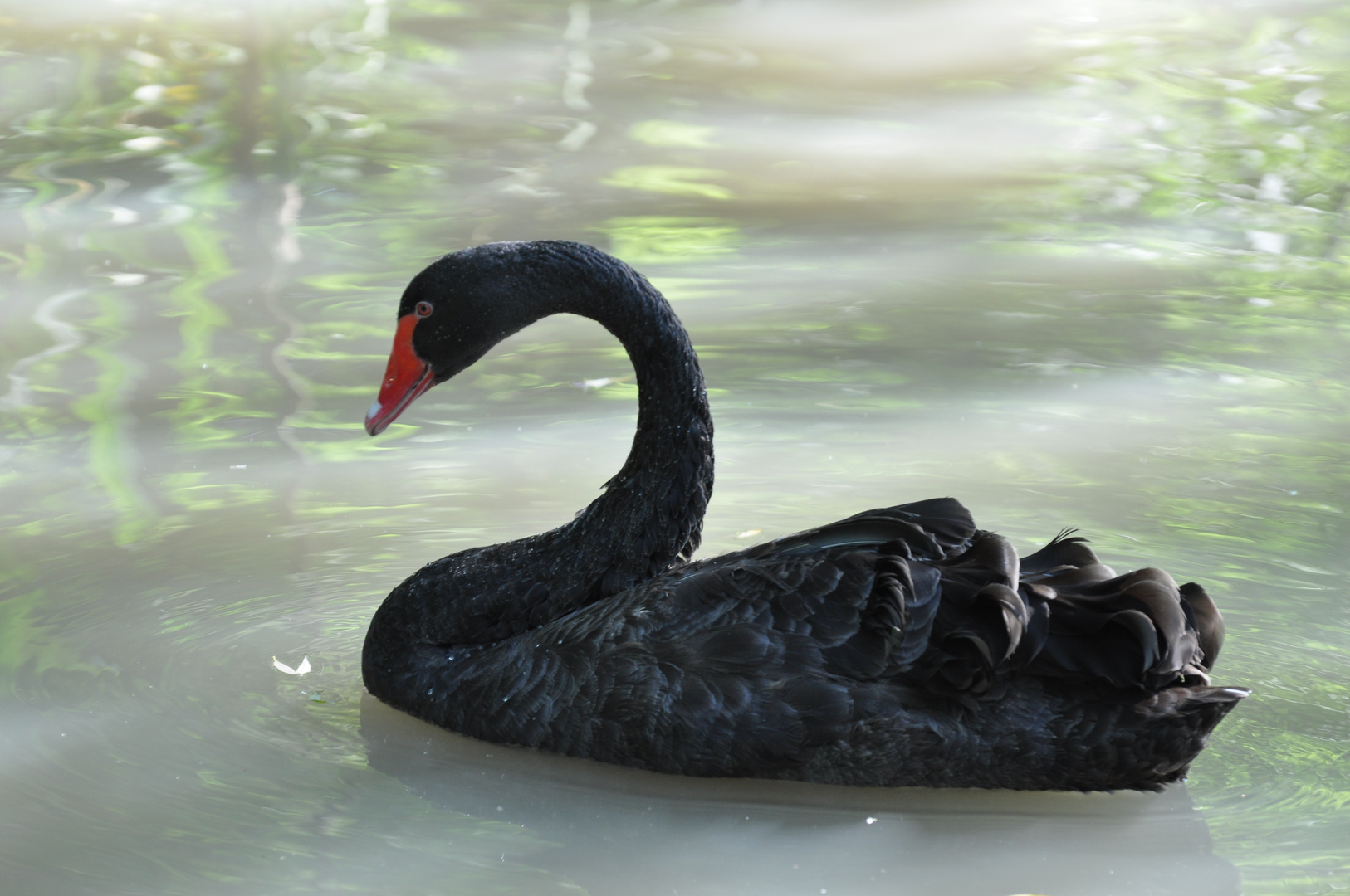 Cygne noir photo et image | animaux, animaux sauvages, oiseaux Images fotocommunity