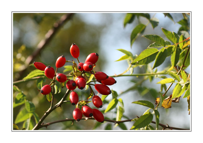 Cynorrhodon - Image & Photo de Shelton de Concours: L'automne ...