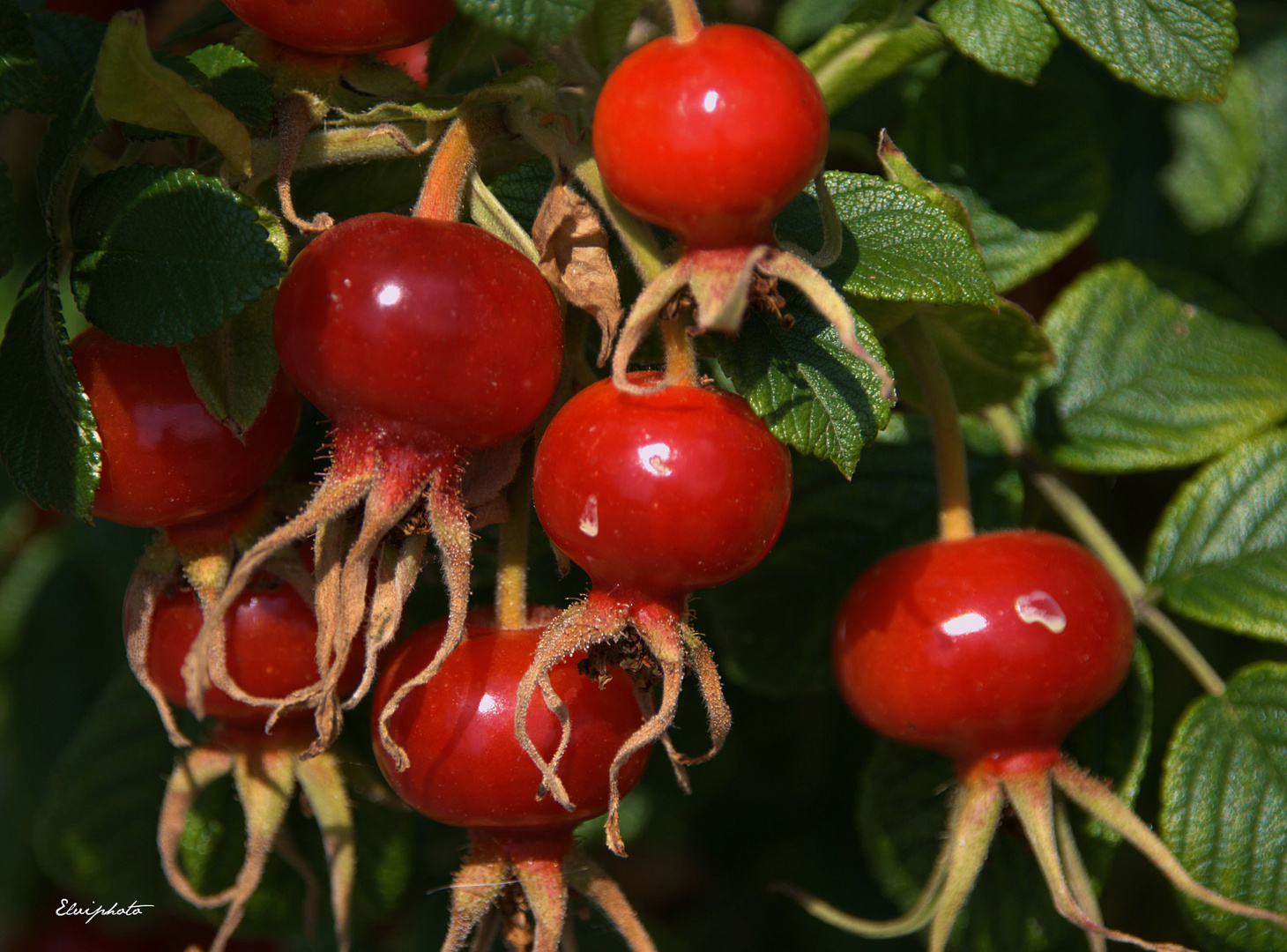 cynorrhodons photo et image | animations photographiques, fleurs, un ...