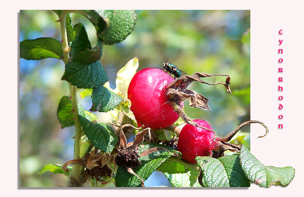 Cynorrhodons photo et image | les fruits, nature Images fotocommunity
