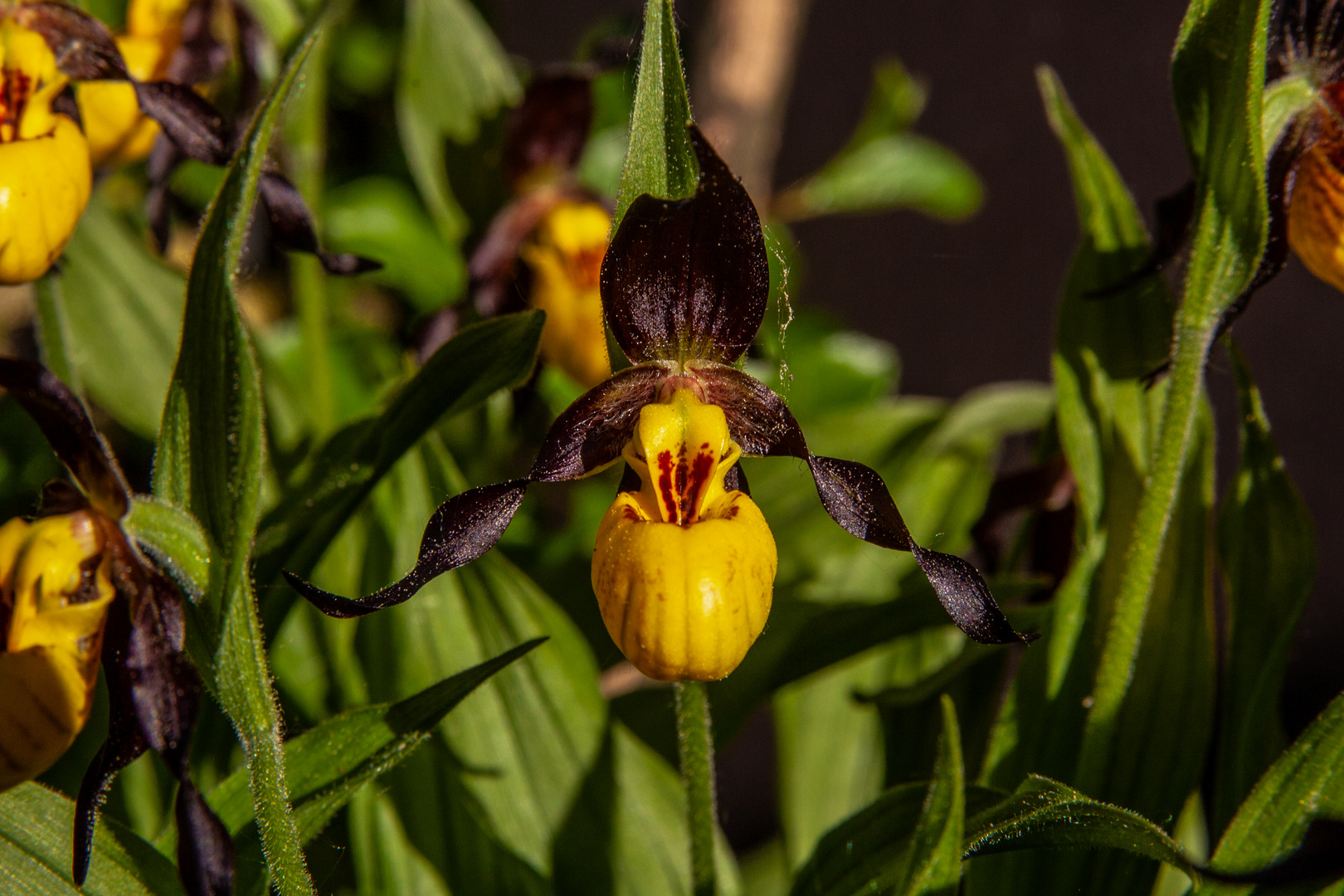 Cypripedium calceolus, Orchid Foto & Bild | flower, flowers, nature ...