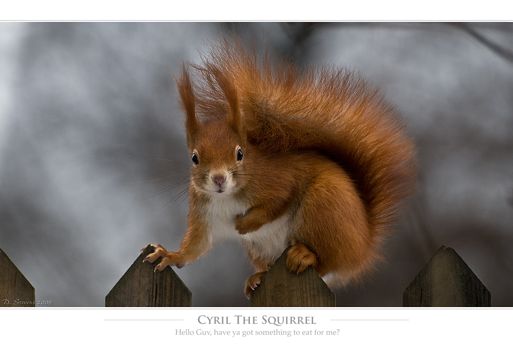 Cyril The Squirrel 2 Foto & Bild | tiere, wildlife, säugetiere Bilder ...