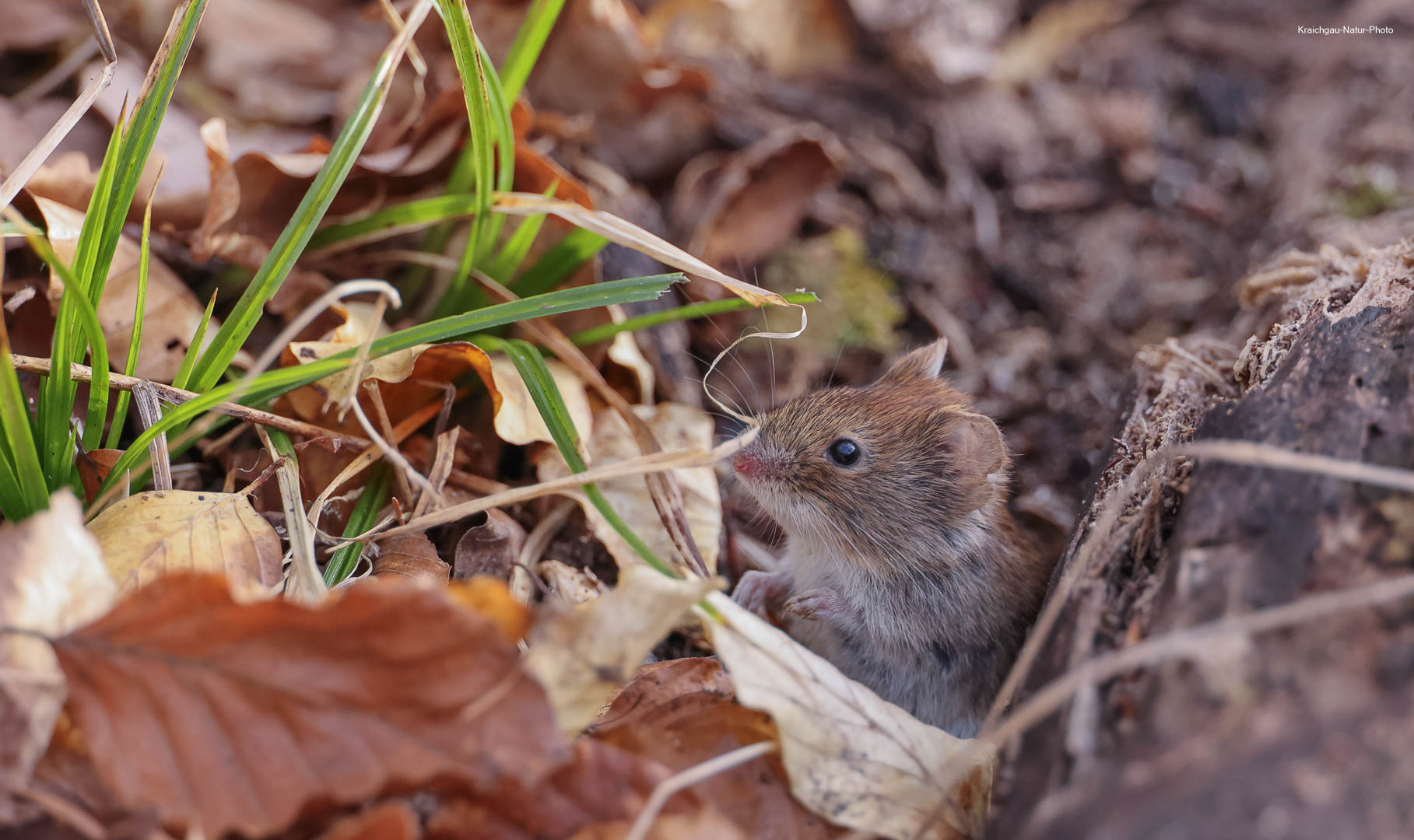__ d e r _ e m p ^o^ r k ö m m l i n g ___ Foto & Bild | lumix, natur, leica Bilder auf ...