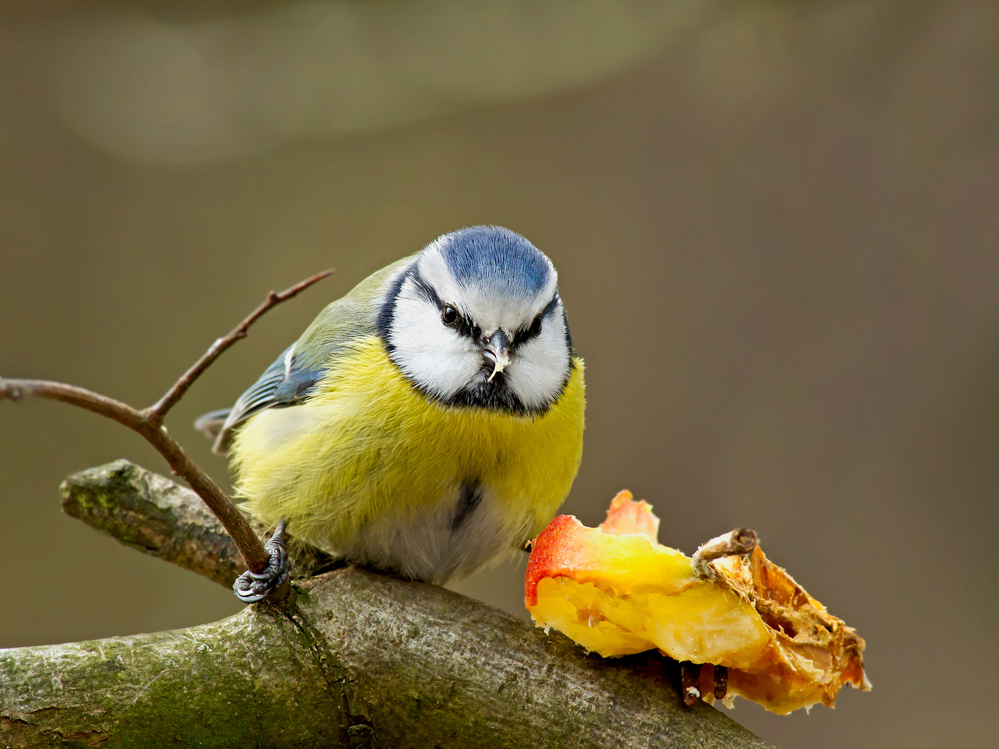 D E R G E H R T M I R Foto Bild Winter V gel Wildlife d-e-r-g-e-h-r-t-m-i-r-foto-bild-winter-v-gel-wildlife
