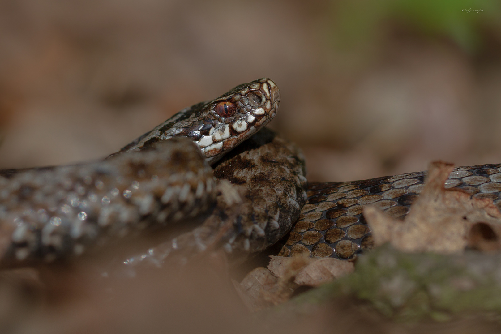 d i e _ g i f t s c h l a n g e _ i m _ l ä n d l e ___ Foto & Bild ...