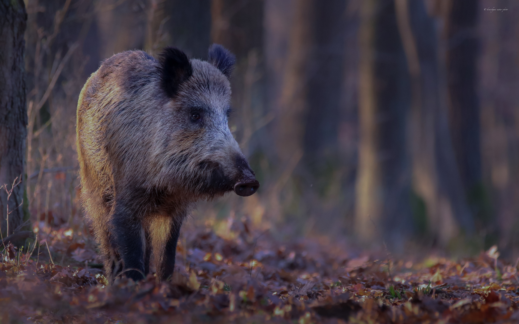 d i e _ o u t d ^°(oo)°^ r s t e c k d o s e Foto & Bild | lumix, herbst, leica Bilder auf ...