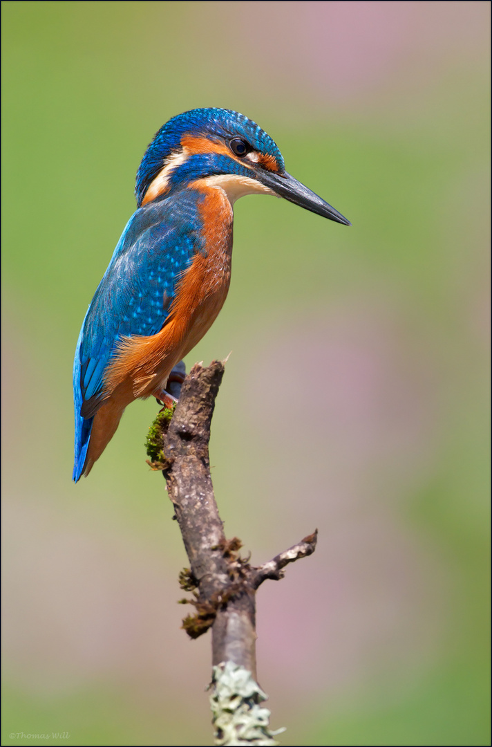 D R E C K S P A T Z Foto Bild Sommer Natur Alcedo Atthis d-r-e-c-k-s-p-a-t-z-foto-bild-sommer-natur-alcedo-atthis