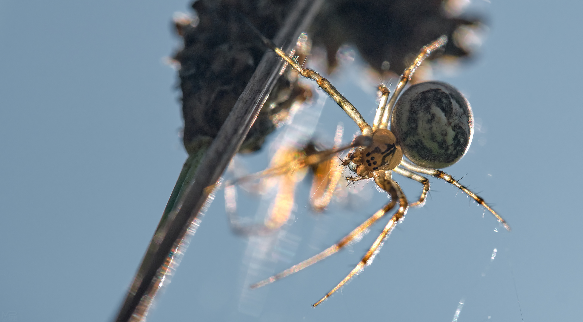 D u r c h l e u c h t e t Foto & Bild | makro, natur, macro Bilder auf fotocommunity