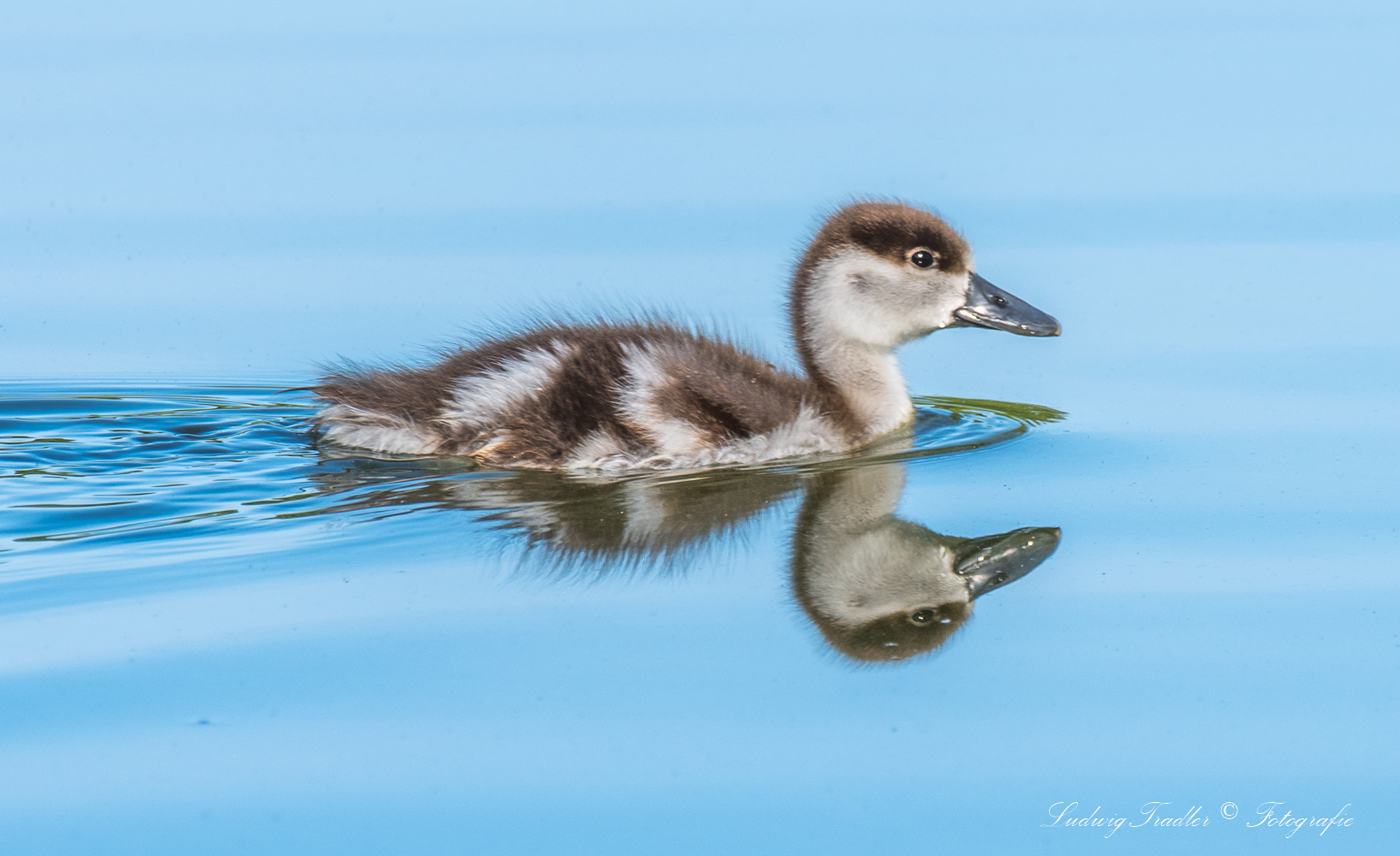 D50_2827 Rostgans Küken Foto & Bild | tiere, wildlife, natur Bilder auf ...