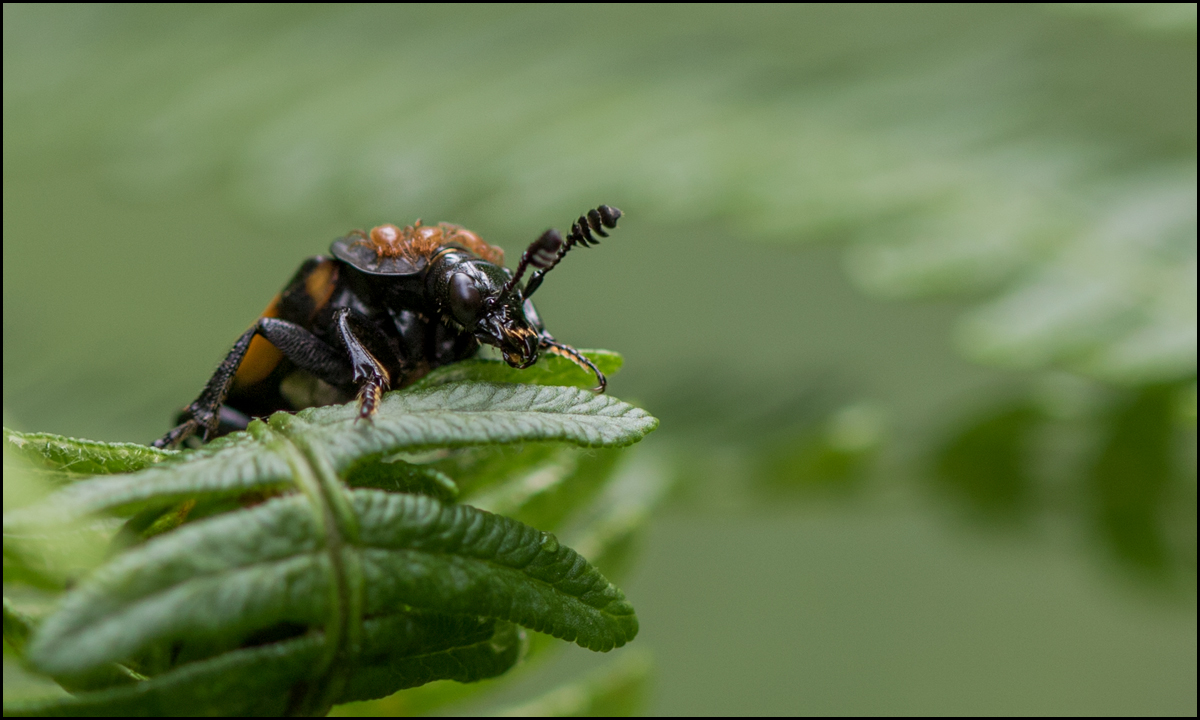Foto & Bild | tiere, tierdetails, makro Bilder auf fotocommunity