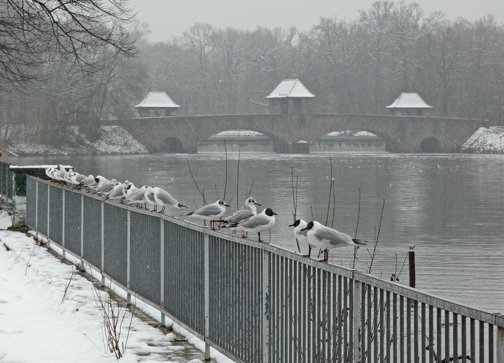 Da braucht man viel Geduld... Foto & Bild | winter, leipzig, kanal ...