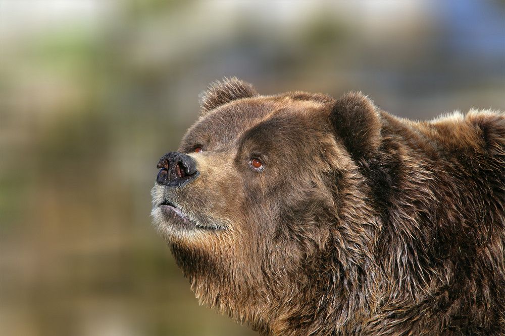 Da brummt der Bär ..... Foto & Bild | tiere, zoo, wildpark & falknerei ...