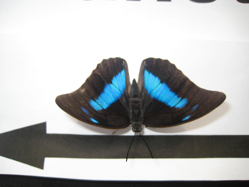 Da geht`s lang Foto & Bild | schmetterlinge, natur, insekten Bilder auf fotocommunity