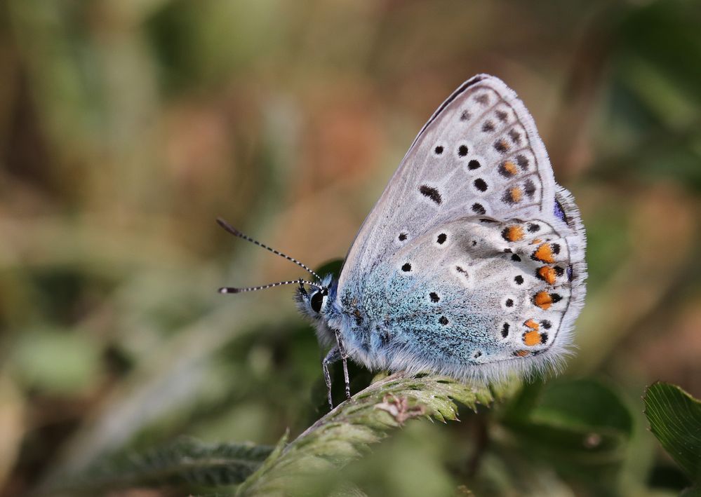 Da ging die Luft raus... Foto & Bild | tiere, wildlife, schmetterlinge ...