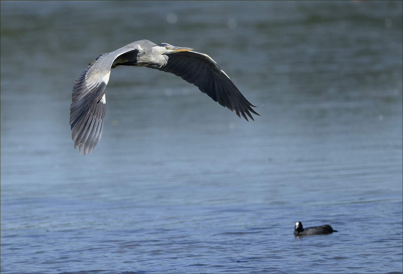Da guckt die Ente ! Foto & Bild | natur, tiere, vögel Bilder auf ...