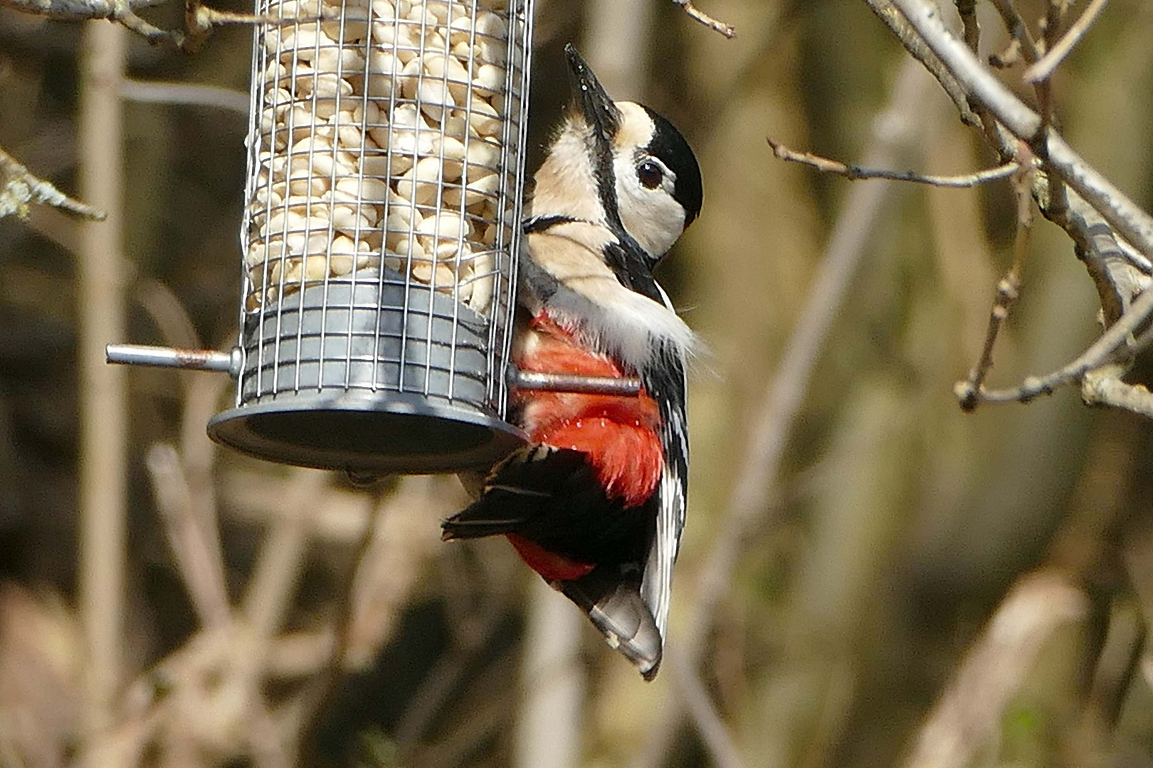 da ist das Richtige für mich drin Foto & Bild | natur, tiere, vögel ...