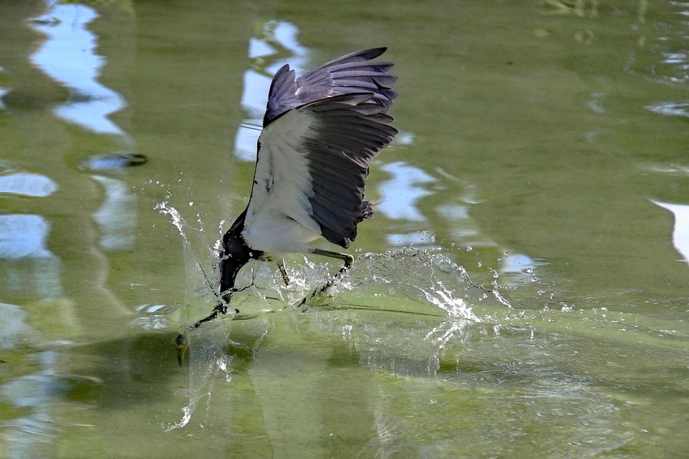 da ist der Fisch! Foto & Bild | north america, central america ...