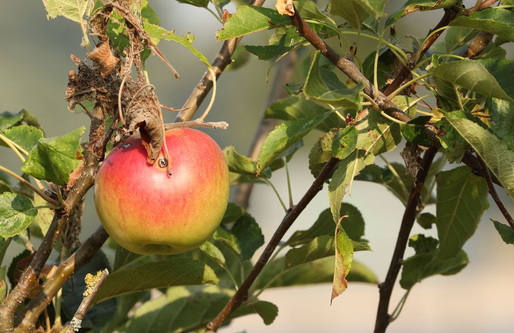 Da ist der Wurm drin Foto & Bild | stillleben, pflanzen, pilze ...