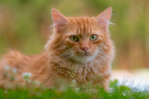 Katzen, Katzenbilder, Katzenfotos