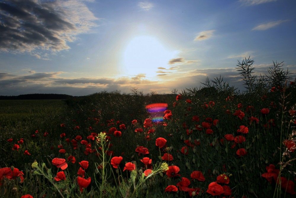 Da klatscht der Mohn.. Foto & Bild | pflanzen, pilze & flechten, blüten ...