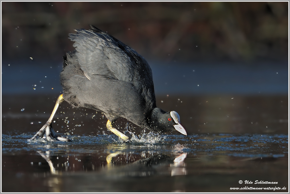 Da kommt man leicht ins Rutschen ... Foto & Bild | tiere, wildlife ...