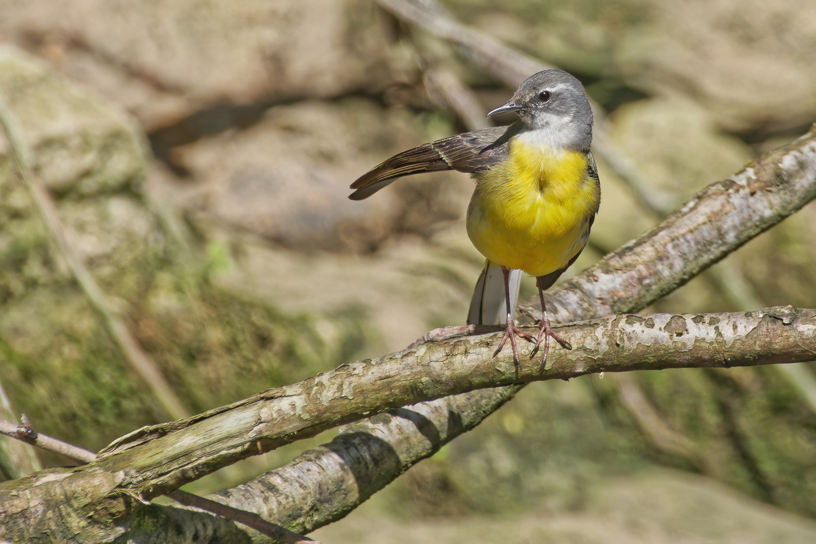 Da lang! Foto & Bild | tiere, wildlife, wild lebende vögel Bilder auf ...