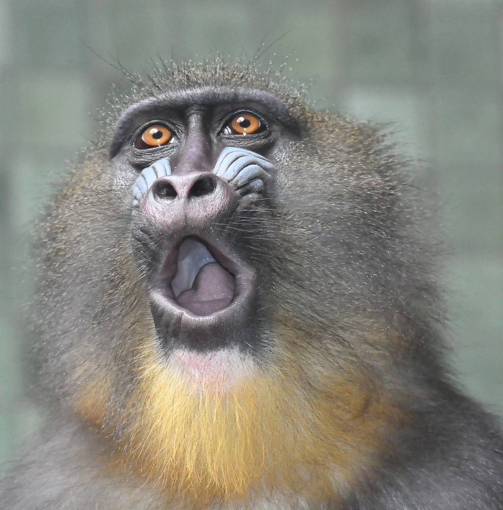 "Da laust mich doch der Affe" Foto & Bild | tiere, zoo, wildpark ...