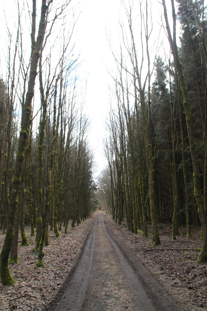 Da musst du jetzt durch Foto & Bild | landschaft, wald, ralf dobler ... Da musst du jetzt durch Foto & Bild | landschaft, wald, ralf dobler ...