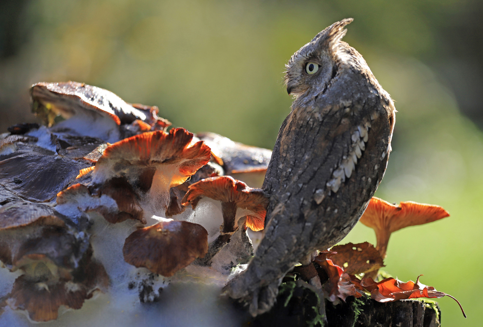 Da Oskar... Foto & Bild | deutschland, europe, bayern Bilder auf fotocommunity
