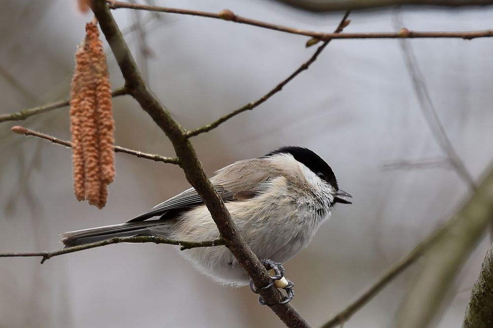 Da pfeife ich drauf Foto & Bild | wald, natur, tiere Bilder auf ...